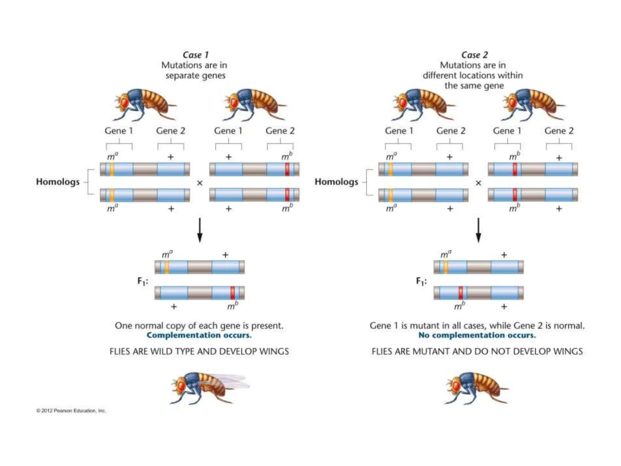 Allelic and non allelic interactions & Drosophila mutants.pptx
