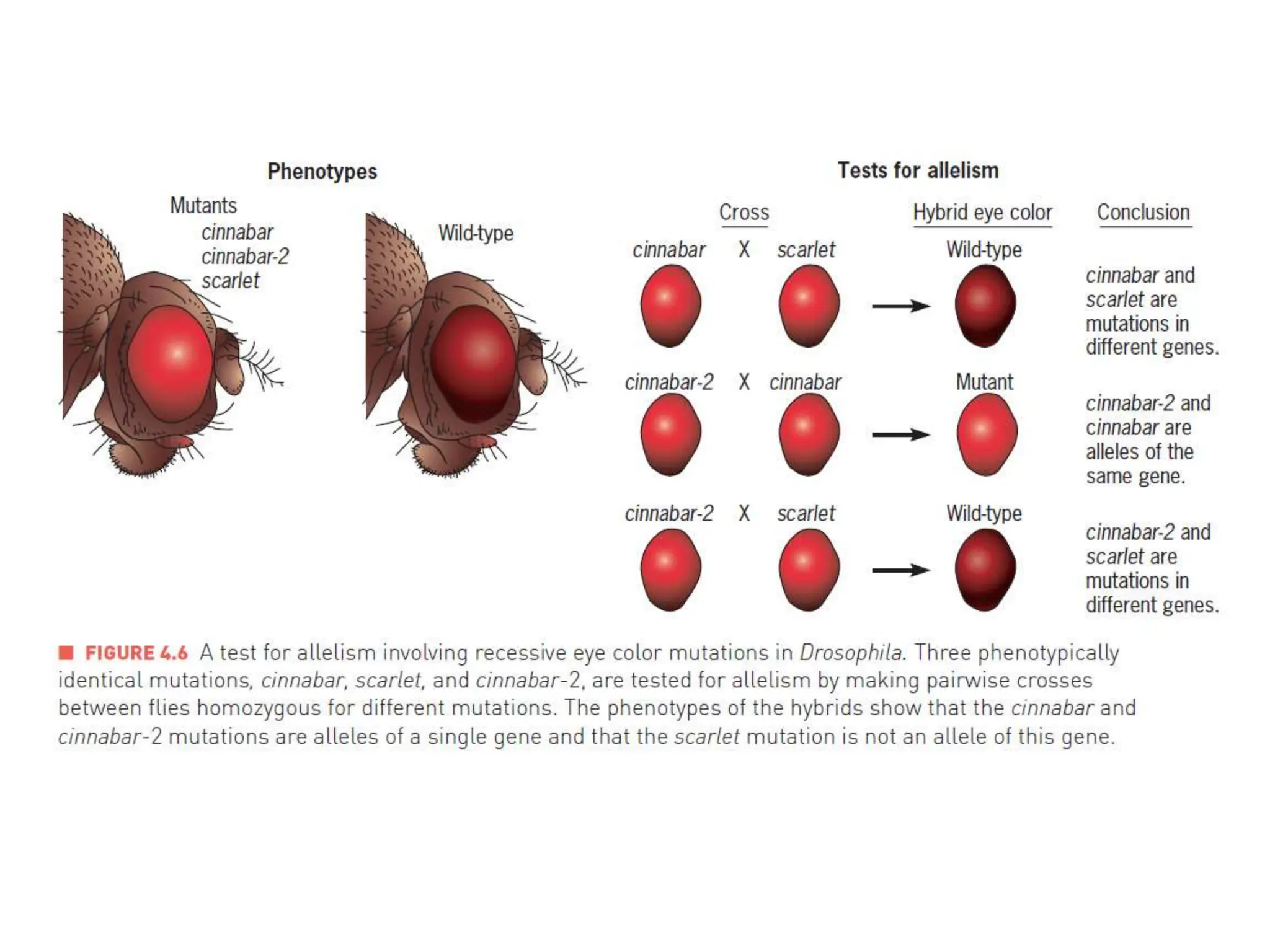 Allelic and non allelic interactions & Drosophila mutants.pptx