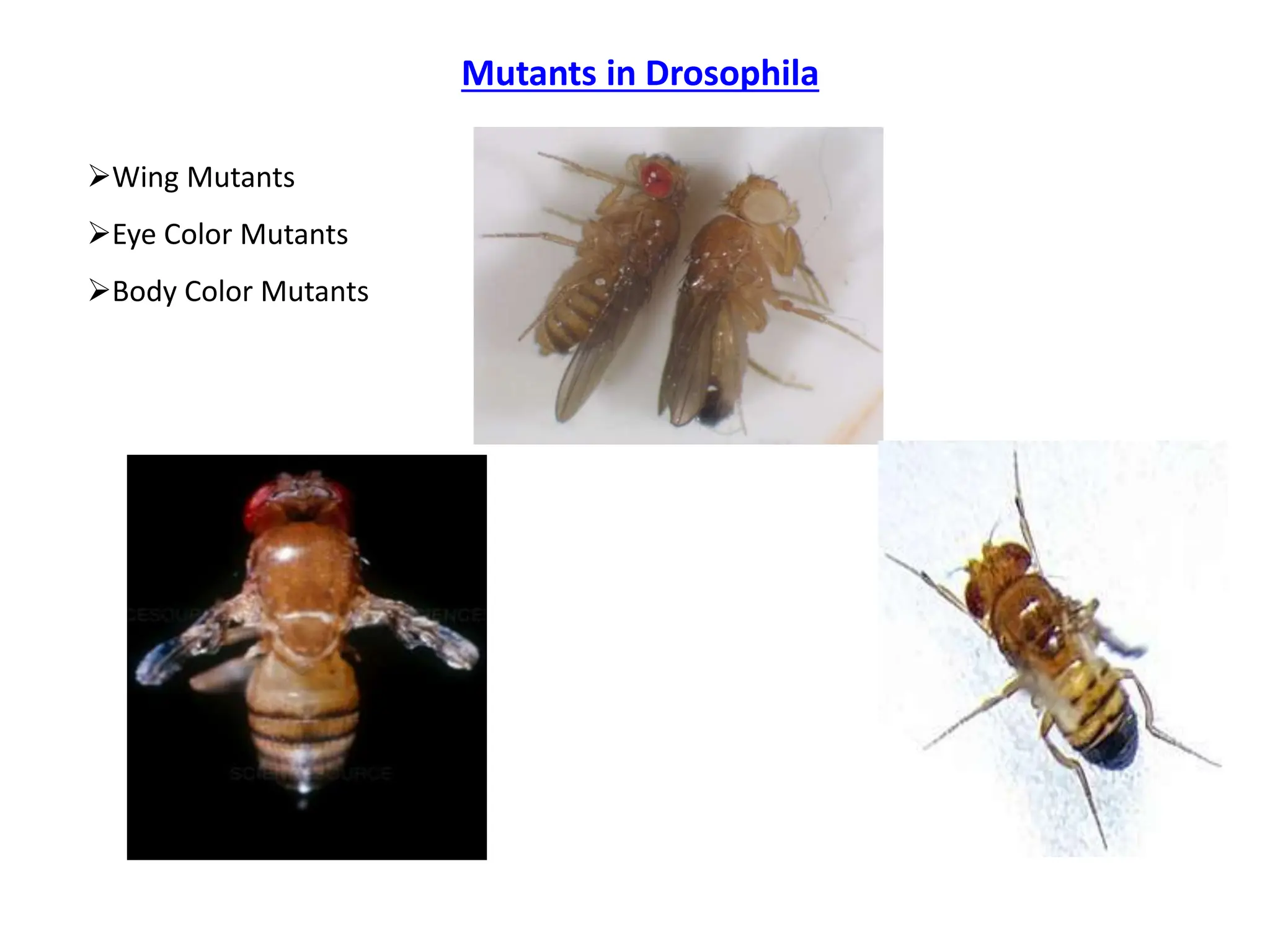 Allelic and non allelic interactions & Drosophila mutants.pptx