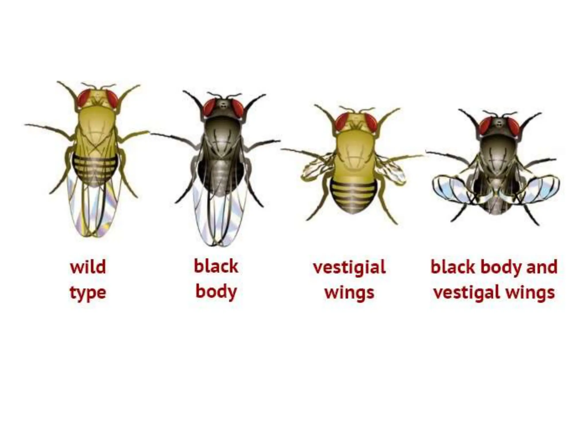 Allelic and non allelic interactions & Drosophila mutants.pptx