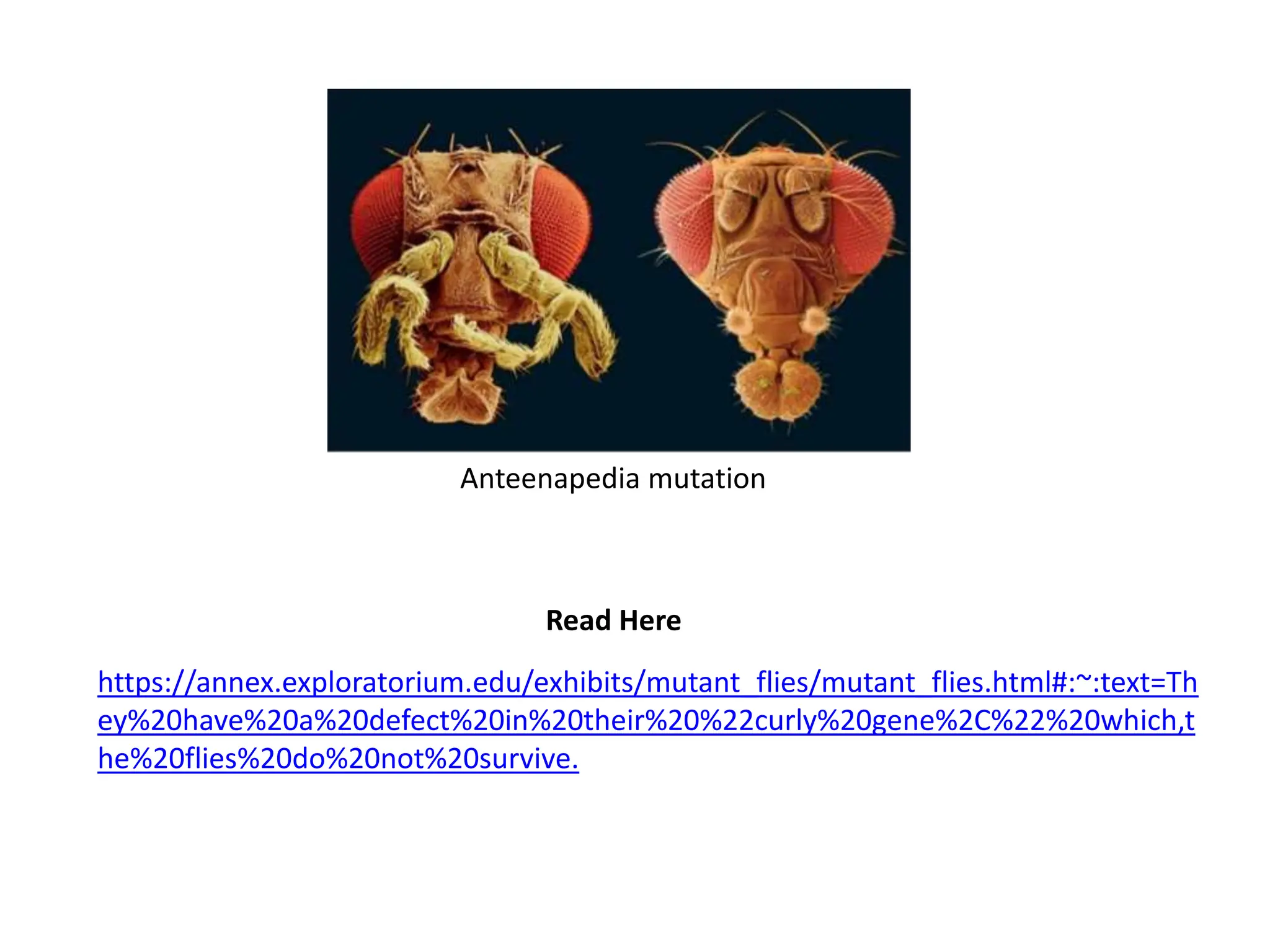 Allelic and non allelic interactions & Drosophila mutants.pptx