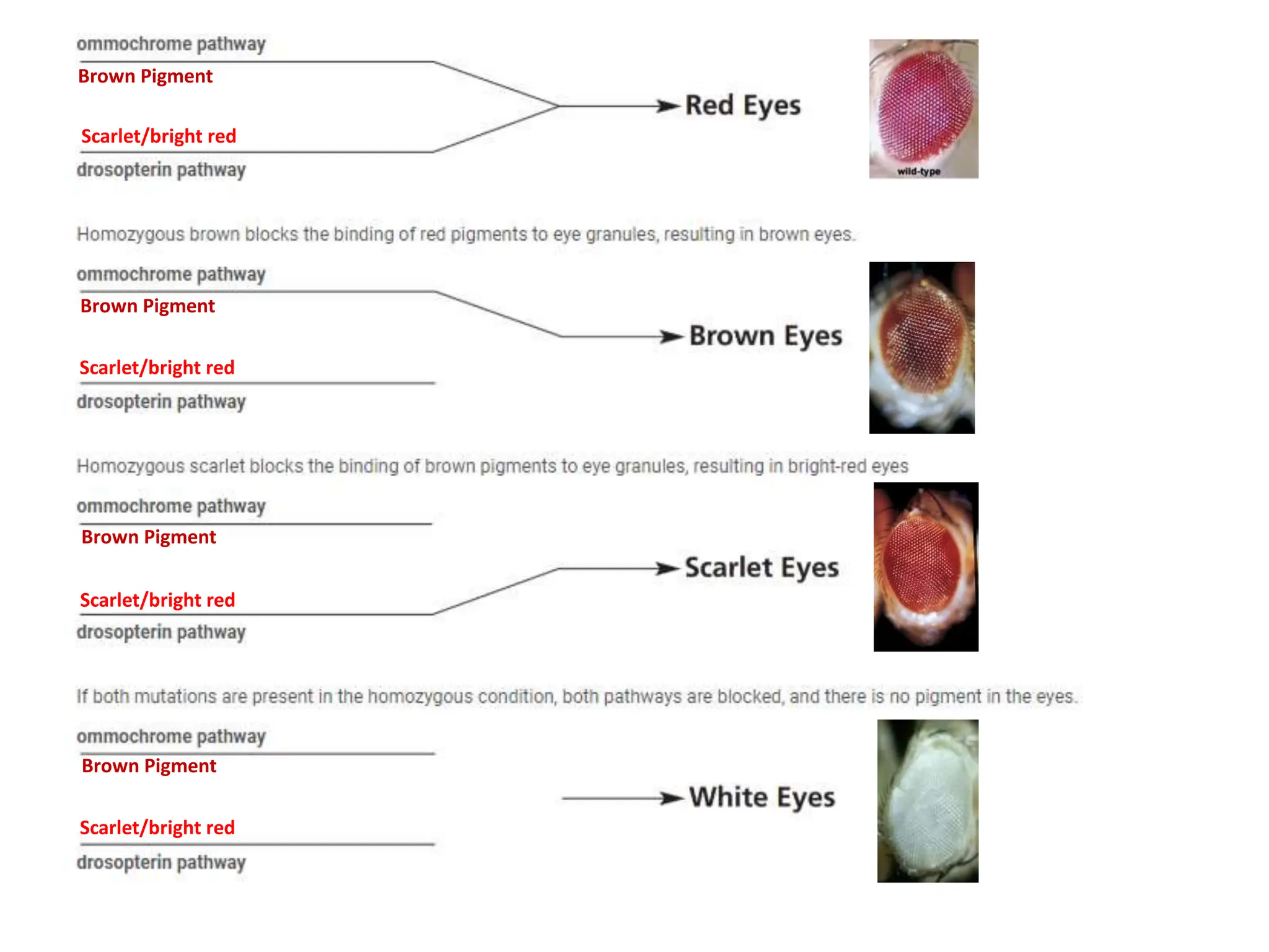 Allelic and non allelic interactions & Drosophila mutants.pptx