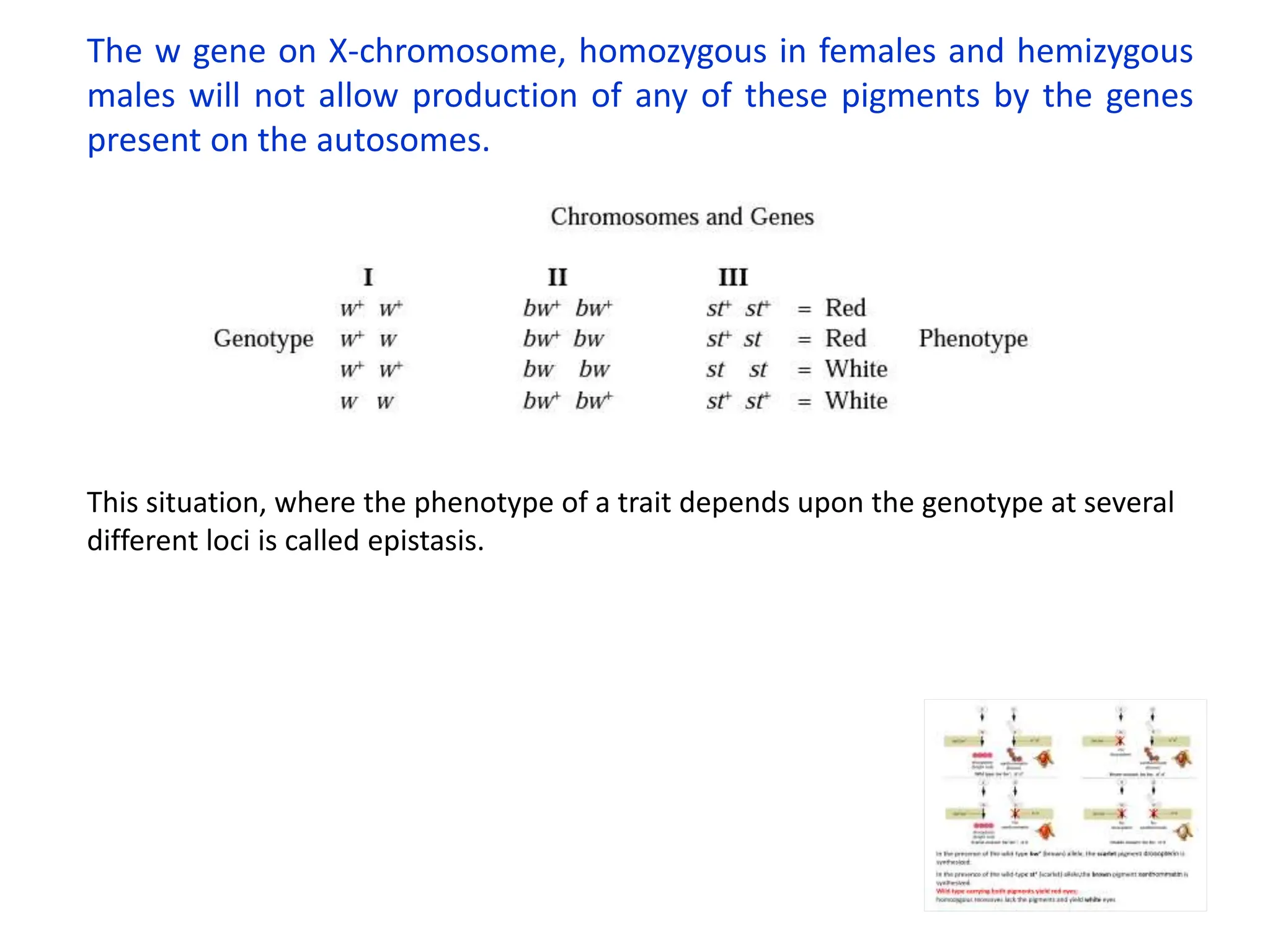 Allelic and non allelic interactions & Drosophila mutants.pptx