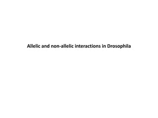 Allelic and non allelic interactions & Drosophila mutants.pptx