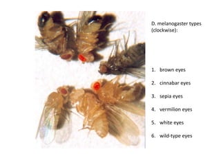 Allelic and non allelic interactions & Drosophila mutants.pptx