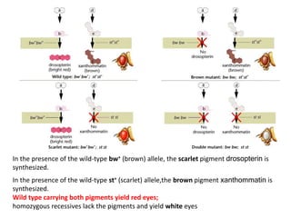 Allelic and non allelic interactions & Drosophila mutants.pptx