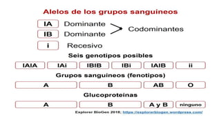 Alelos | PPT