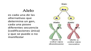 Alelos | PPT