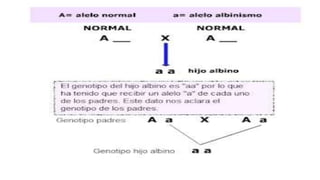 Alelos | PPT