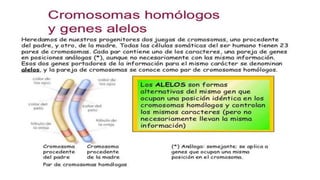 Alelos | PPT