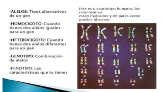 Alelos | PPT