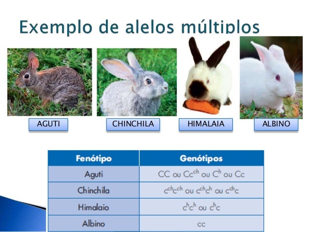 Alelos múltiplos