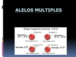 Alelos multiples | PPTX
