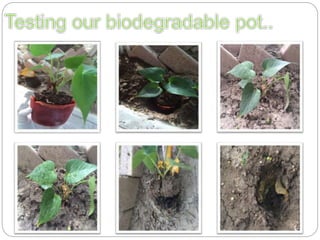 Biodegradable Materials, Biodegradable Plastic Pots, IDM7 | PPT