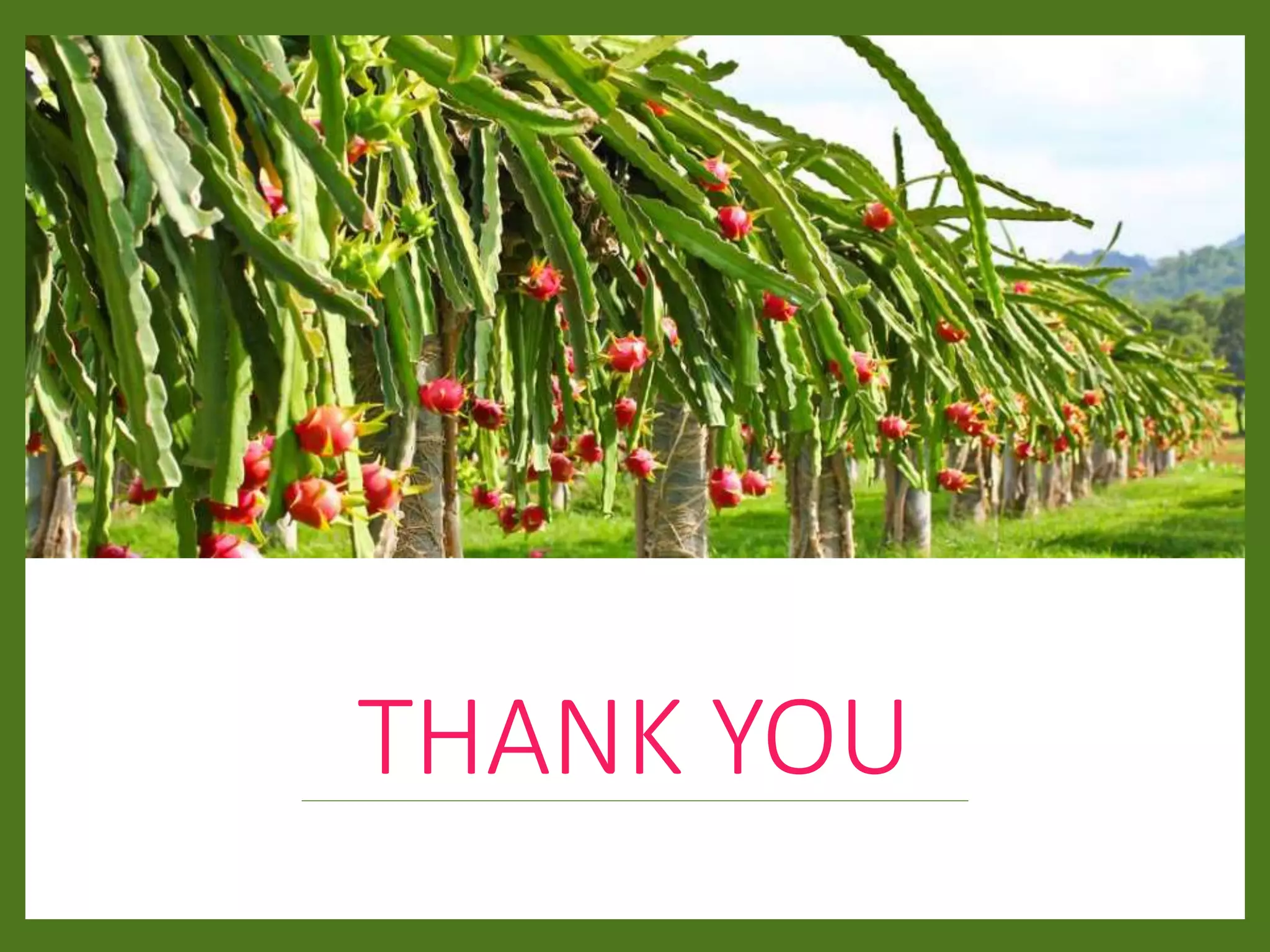 Post- Harvest Management, Value Addition and Marketing of Dragon Fruit.pptx
