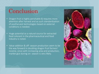 Post- Harvest Management, Value Addition and Marketing of Dragon Fruit.pptx