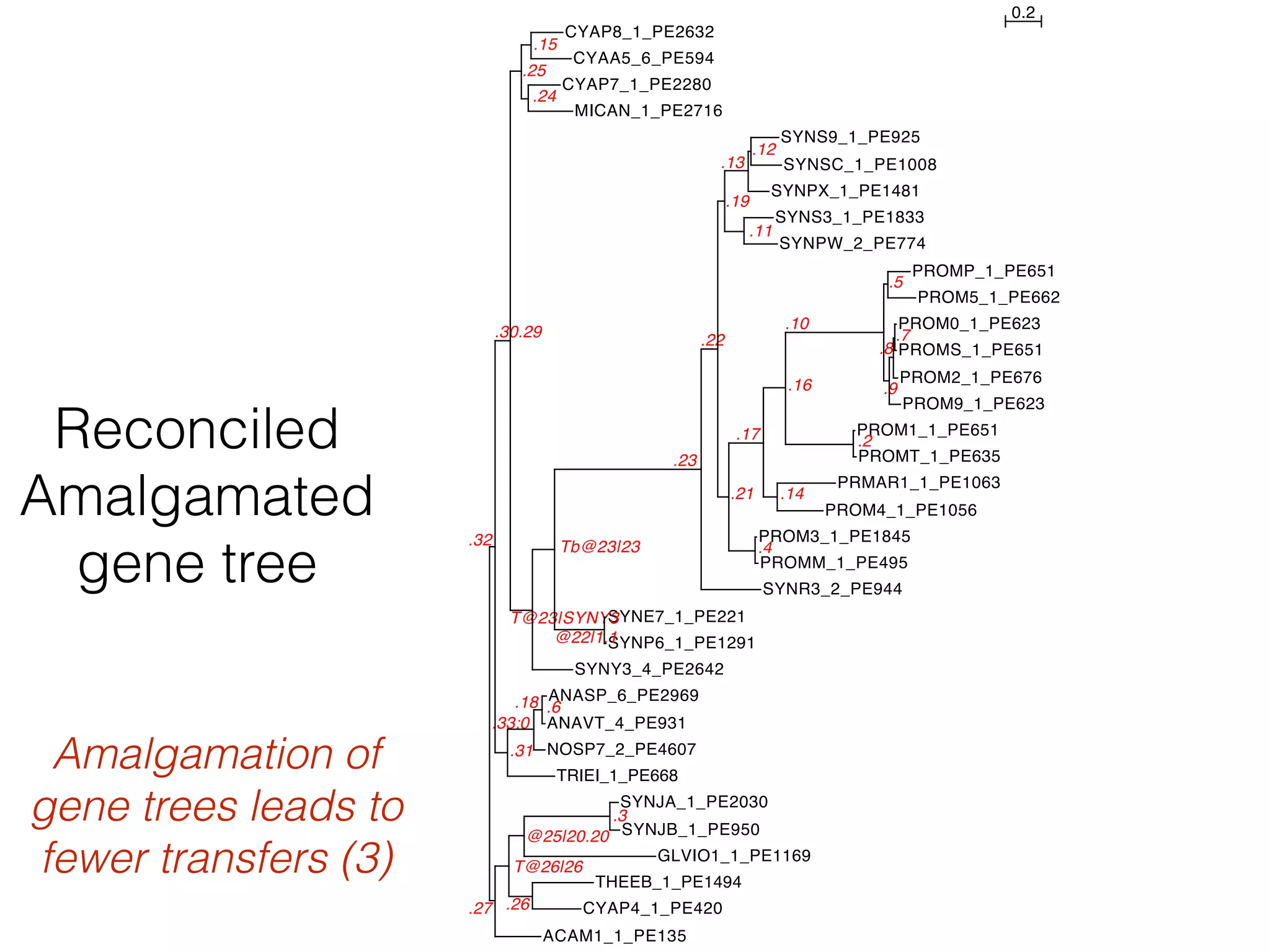 Presentation describing ALE, a suite of programs for gene tree ...
