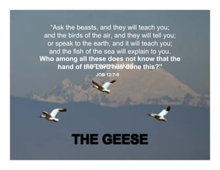 A lesson from_geese | PPT