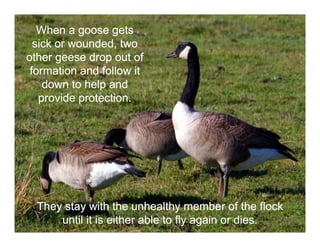 A lesson from_geese | PPT