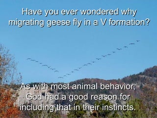 A Lesson from Geese (Slideshow by: Kal-el) | PPT