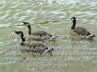 A Lesson from Geese (Slideshow by: Kal-el) | PPT