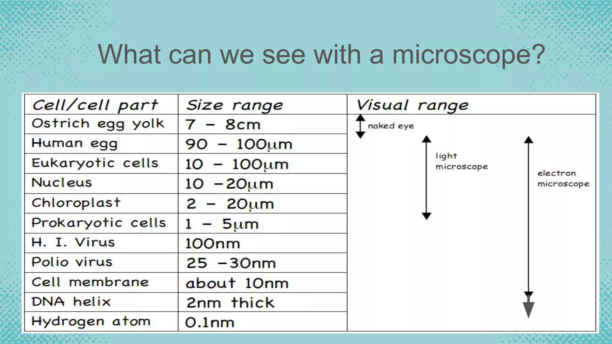 A Level Bio 11 - Microscopes .pdf