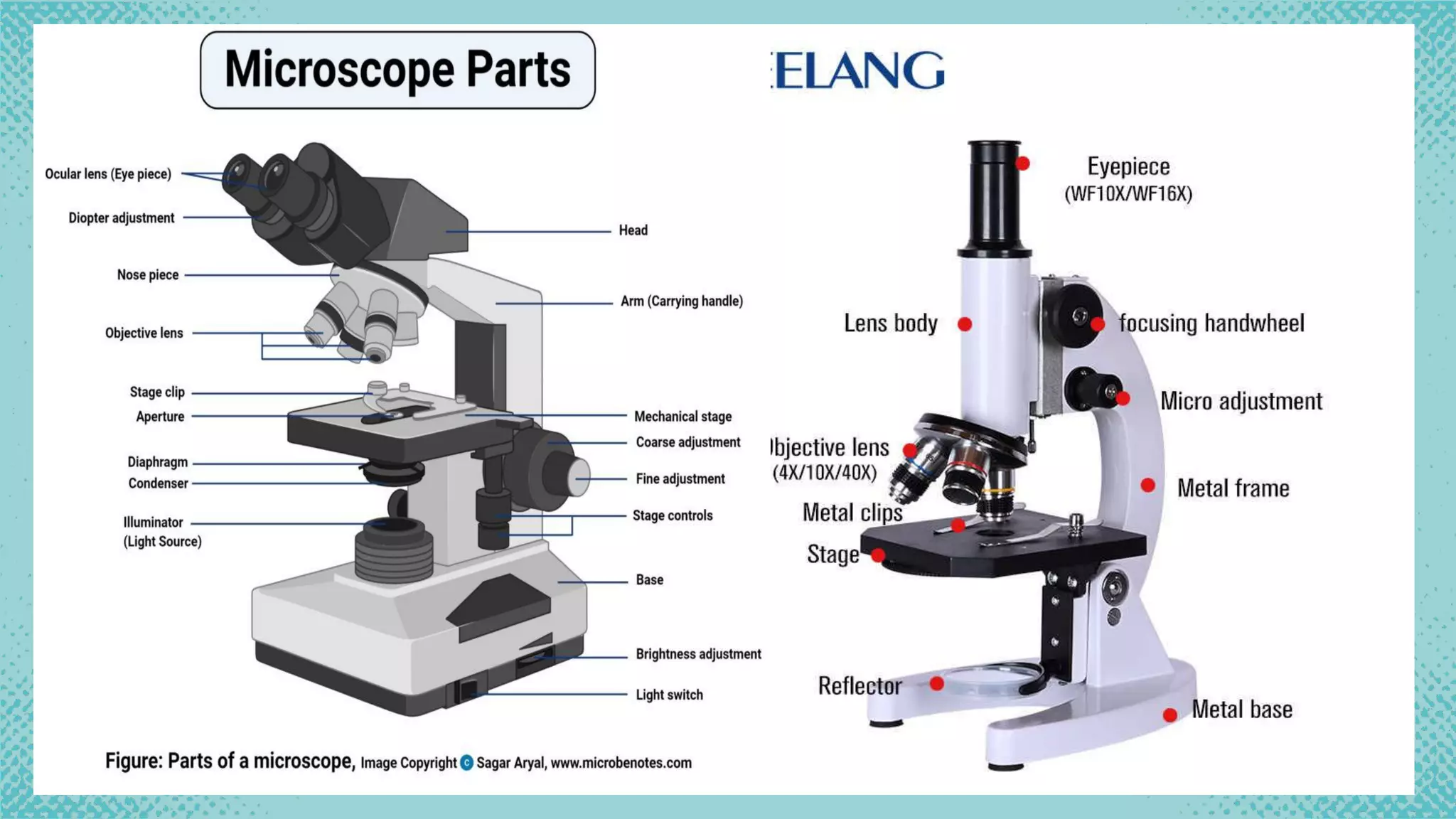 A Level Bio 11 - Microscopes .pdf