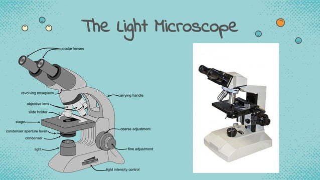 A Level Bio 11 - Microscopes .pdf