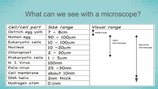 A Level Bio 11 - Microscopes .pdf