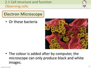 A level Biology - Cells, Viruses and Reproduction of Living Things | PPTX