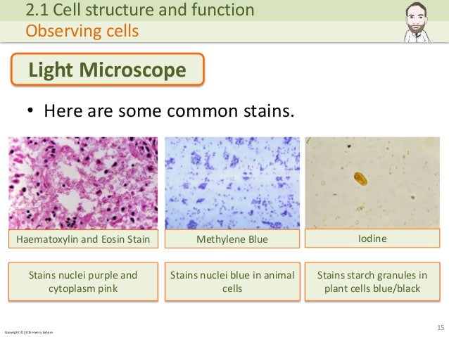 A level Biology - Cells, Viruses and Reproduction of Living Things