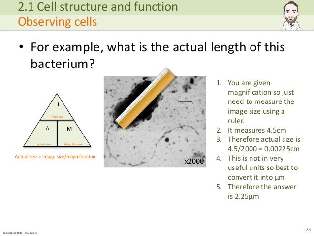 A level Biology - Cells, Viruses and Reproduction of Living Things