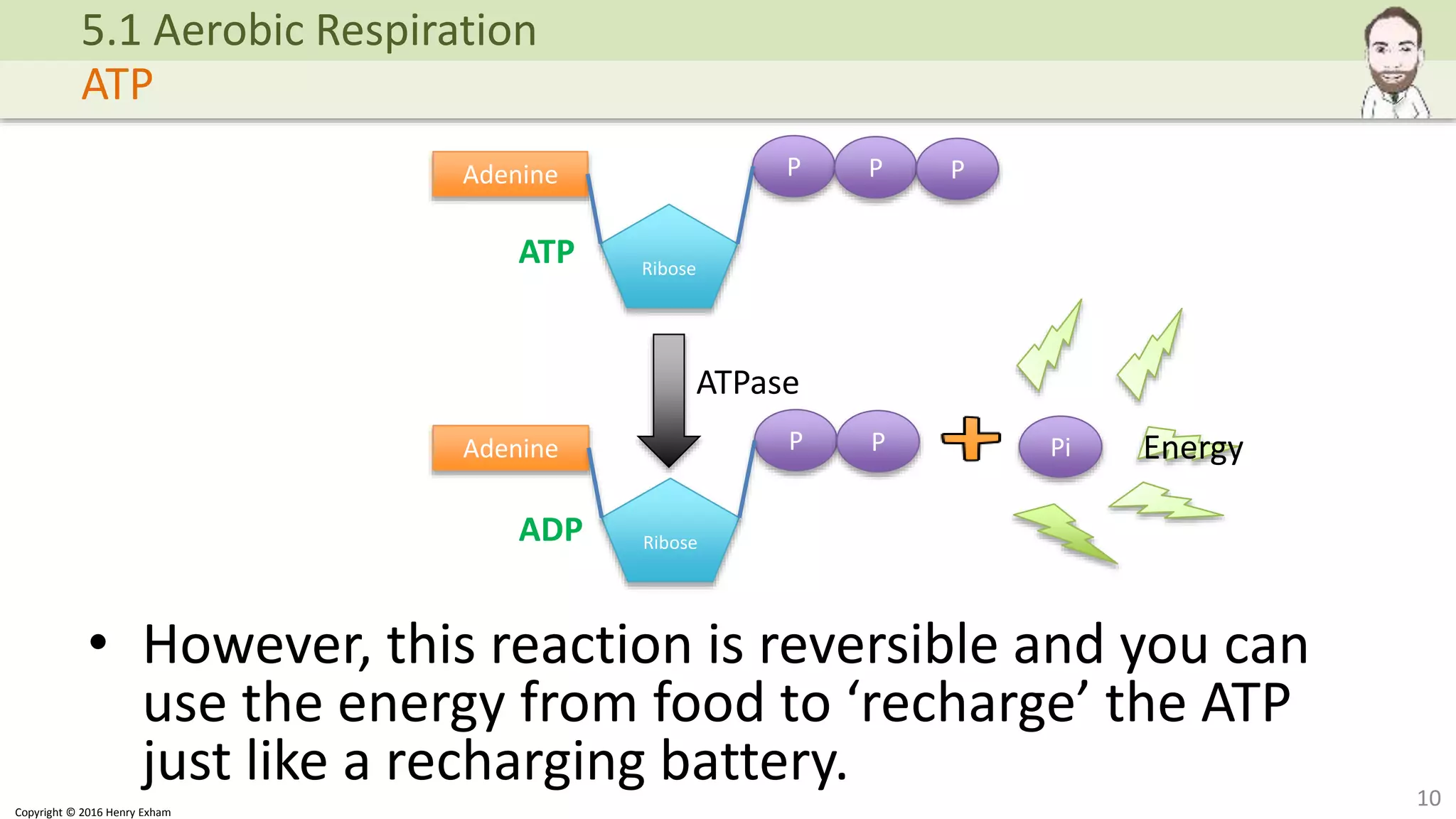 A Level Biology - Energy for Biological Processes | PPTX