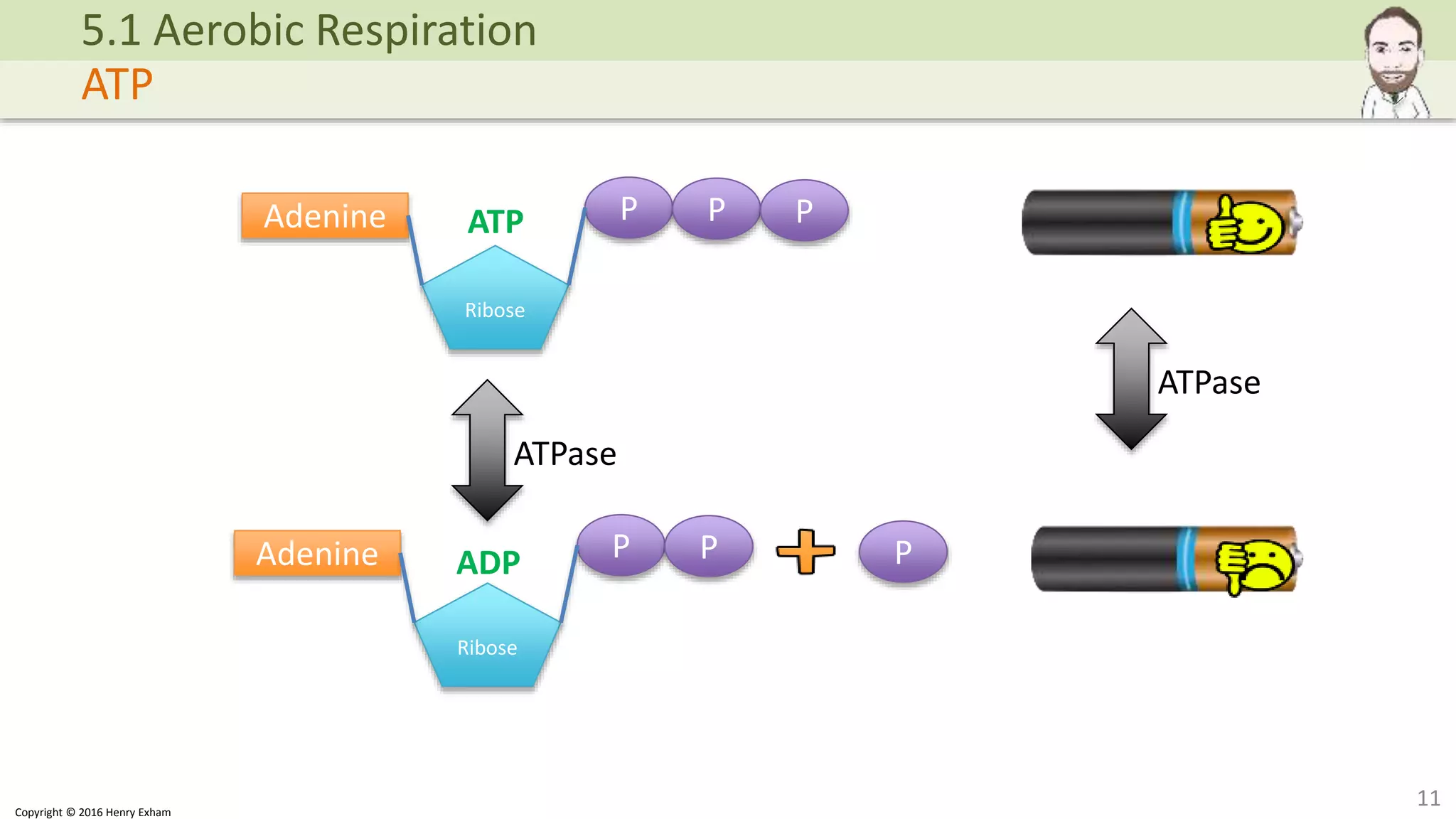 A Level Biology - Energy for Biological Processes | PPTX