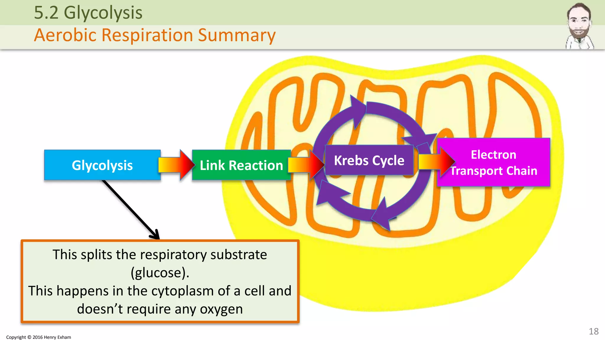 A Level Biology - Energy for Biological Processes | PPTX
