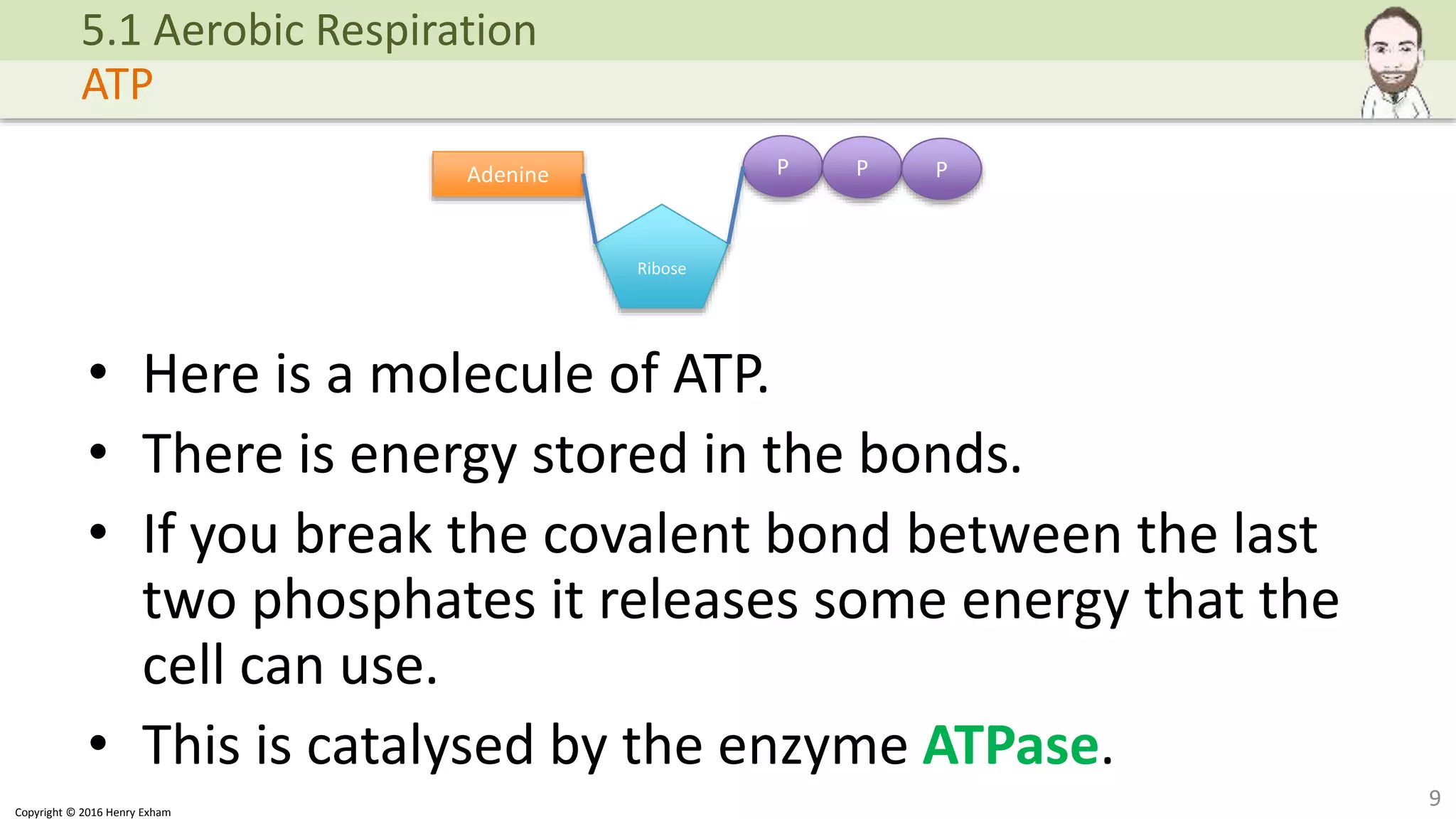 A Level Biology - Energy for Biological Processes | PPTX