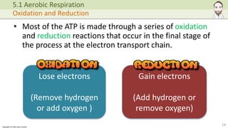 A Level Biology - Energy for Biological Processes | PPTX