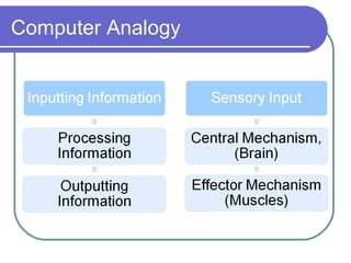 A level PE Info processing, memory and reaction time | PPT
