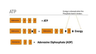 A level sports science energy systems | PPT