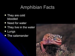 Amphibians | PPT