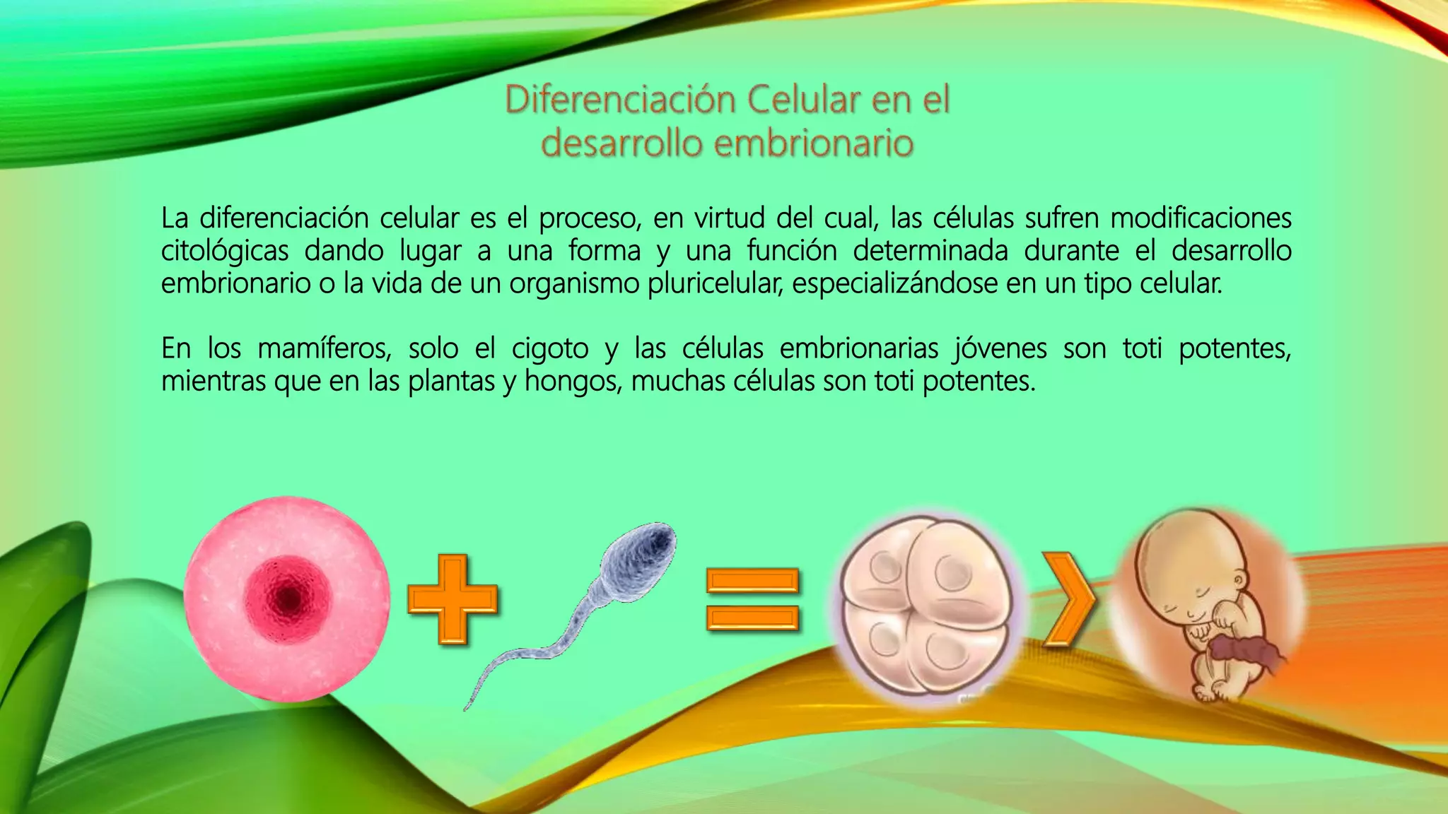 control genetico del desarrollo embrionario | PPTX