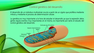 control genetico del desarrollo embrionario | PPTX