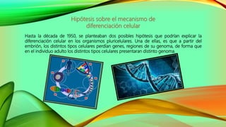 control genetico del desarrollo embrionario | PPTX