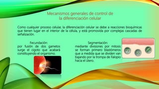 control genetico del desarrollo embrionario | PPTX
