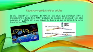 control genetico del desarrollo embrionario | PPTX