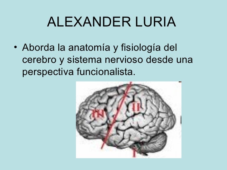 Alexander Luria[1]