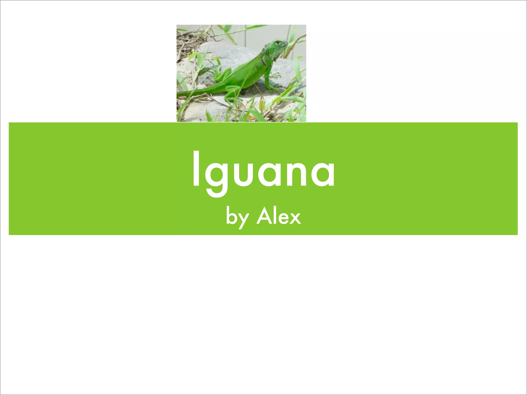 Alex iguana | PPT