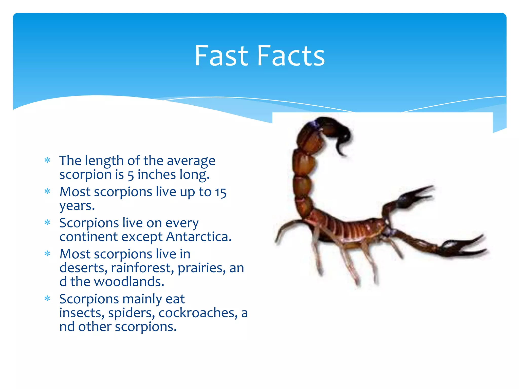 All About Scorpions | PPTX