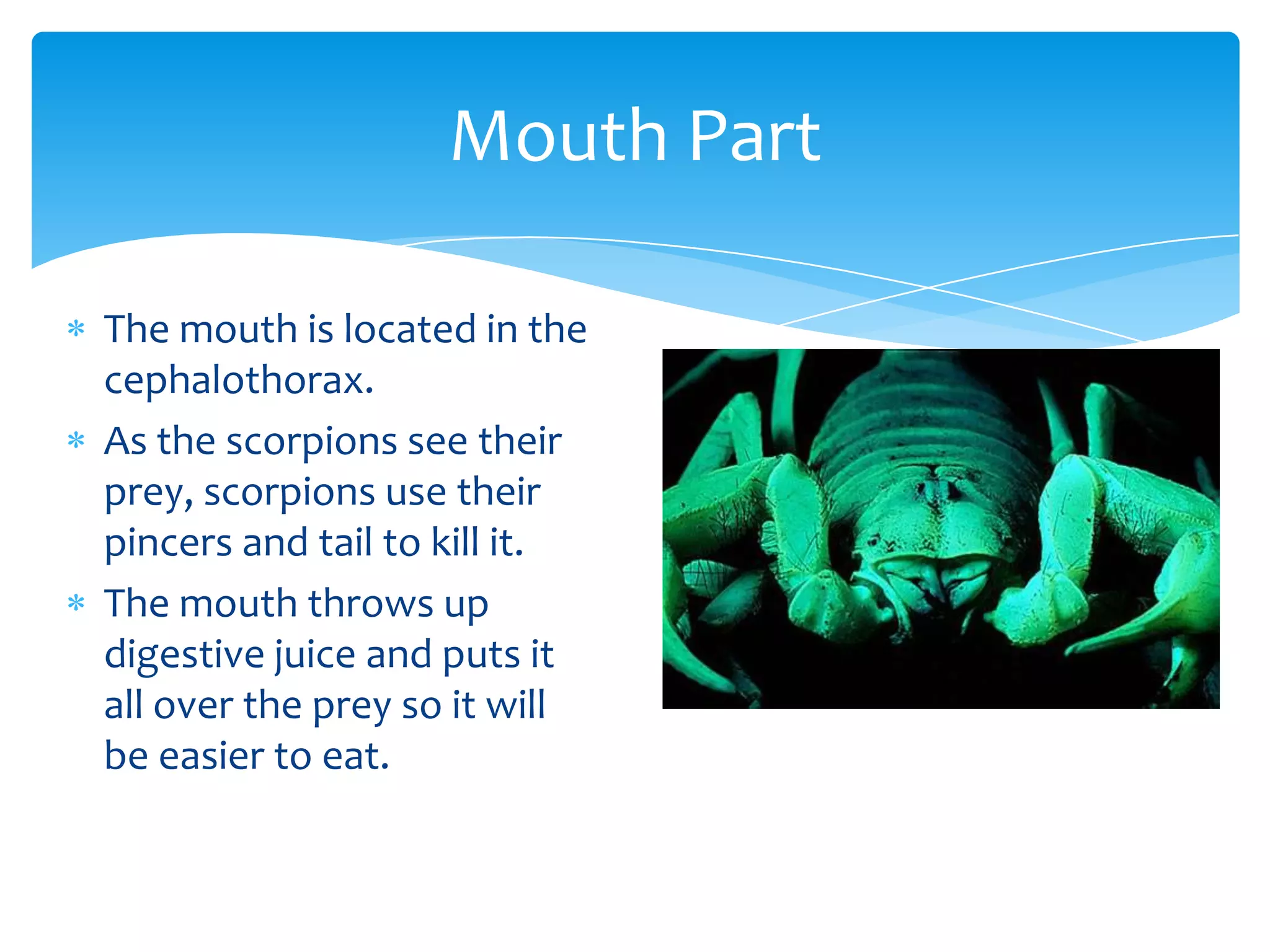 All About Scorpions | PPTX