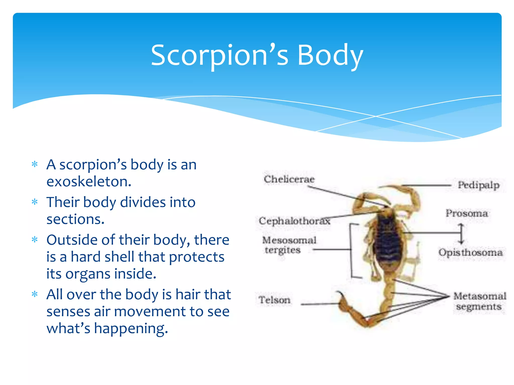 All About Scorpions | PPTX
